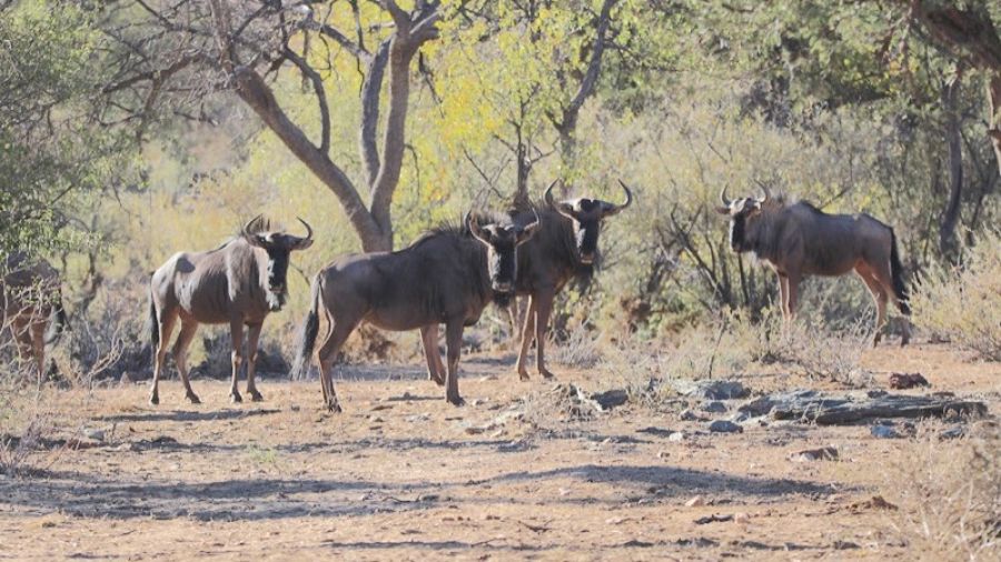 Desert Game Farm Activities: Activity in Windhoek Surrounds South