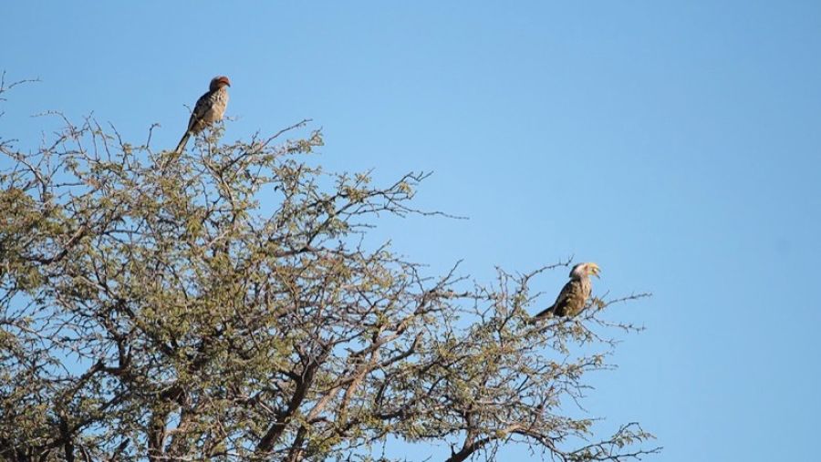 Desert Game Farm Activities: Activity in Windhoek Surrounds South