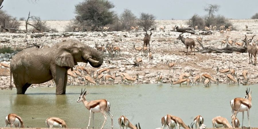 Namutoni Camp: National Park (with Accommodation) in Etosha