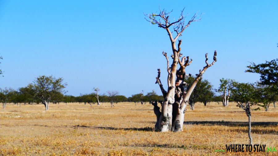 Galton Gate Etosha National Park: National Park in Etosha West