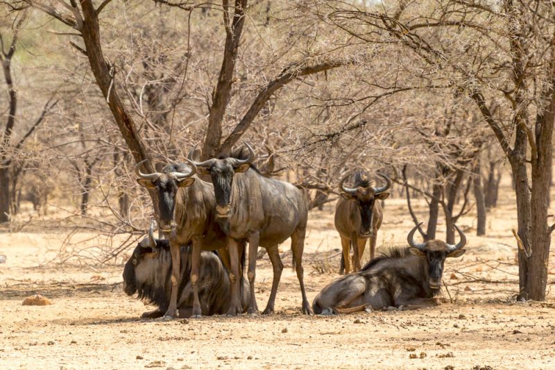 Omaruru Game Lodge: Lodge in Omaruru